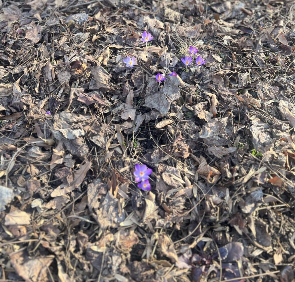 Signs of New Life - First Baptist on Fifth